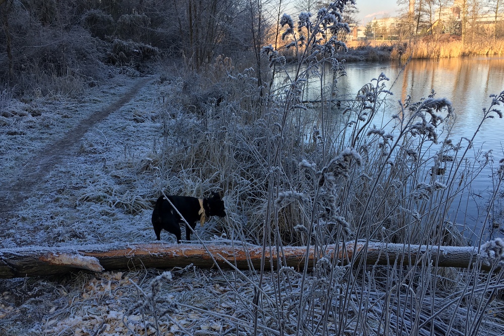 Chlapa-ciapa czy prawdziwa zima? - Radio Poznań