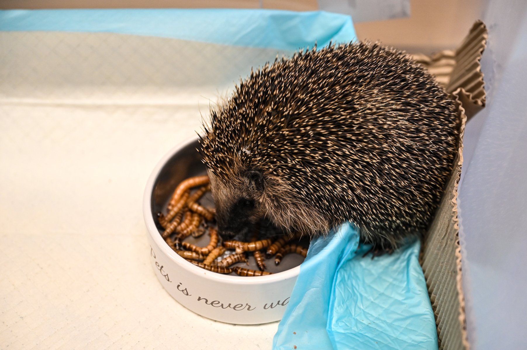 Pierwsi pacjenci trafili do poznańskiego Dzikiego SOR-u w nowej ...